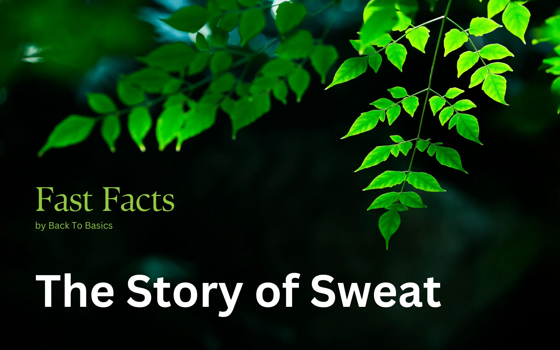 The Story of Sweat - Back To Basics Deo